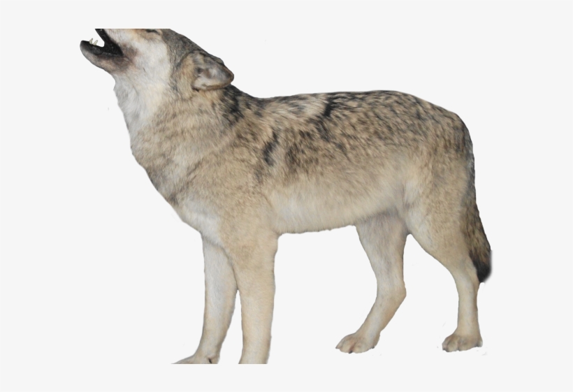 Download Gray Wolf Clipart Minecraft Wolf - Transparent Background Wolf ...
