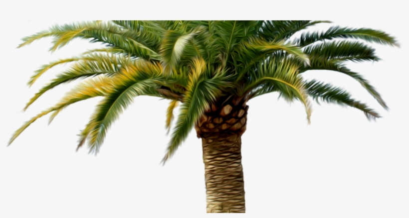 Palm Tree - Transparent Palm Tree Png PNG Image | Transparent PNG Free ...