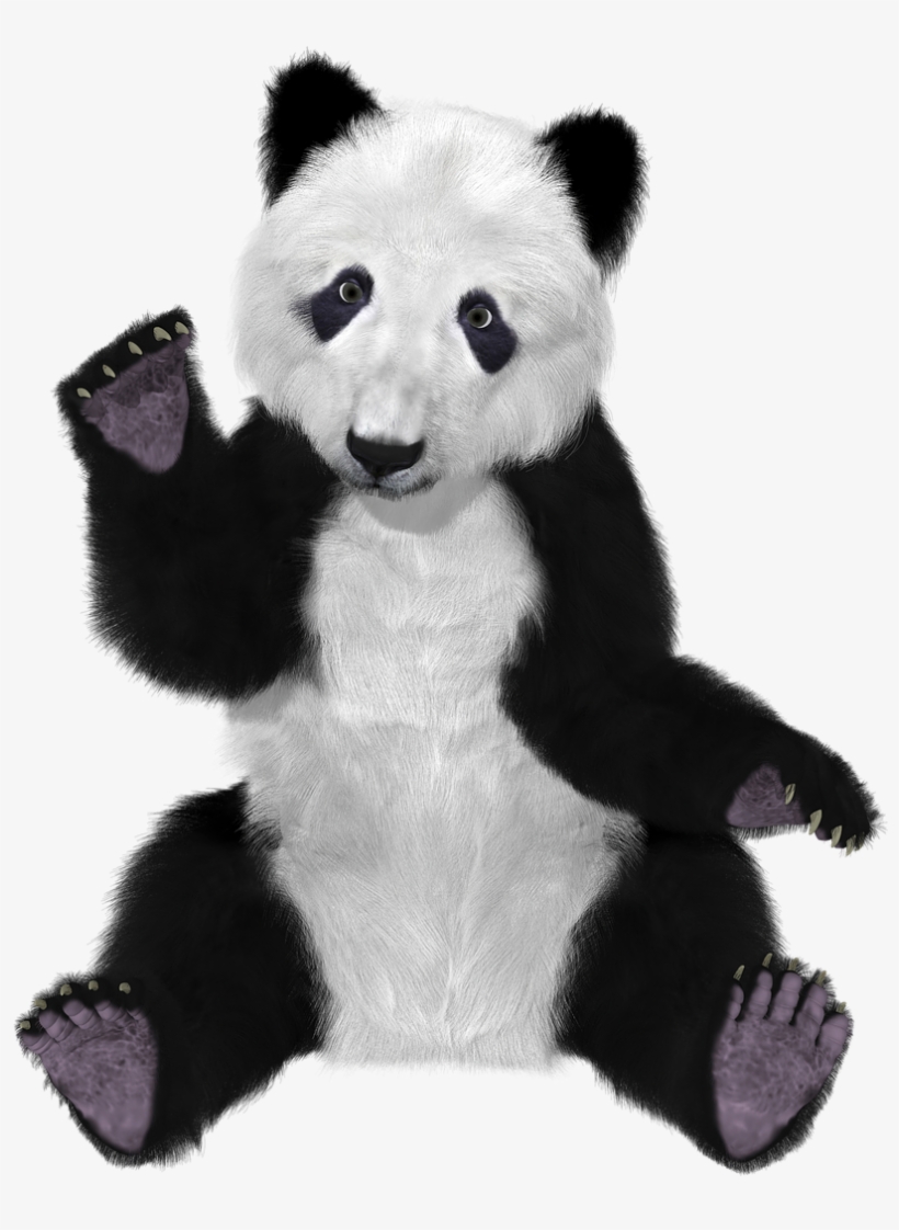 Bear,mammal,nature,head - Furry Panda Bear PNG Image | Transparent PNG ...