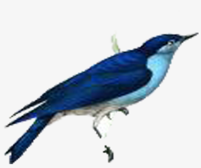 Bird Illustration PNG Image | Transparent PNG Free Download on SeekPNG