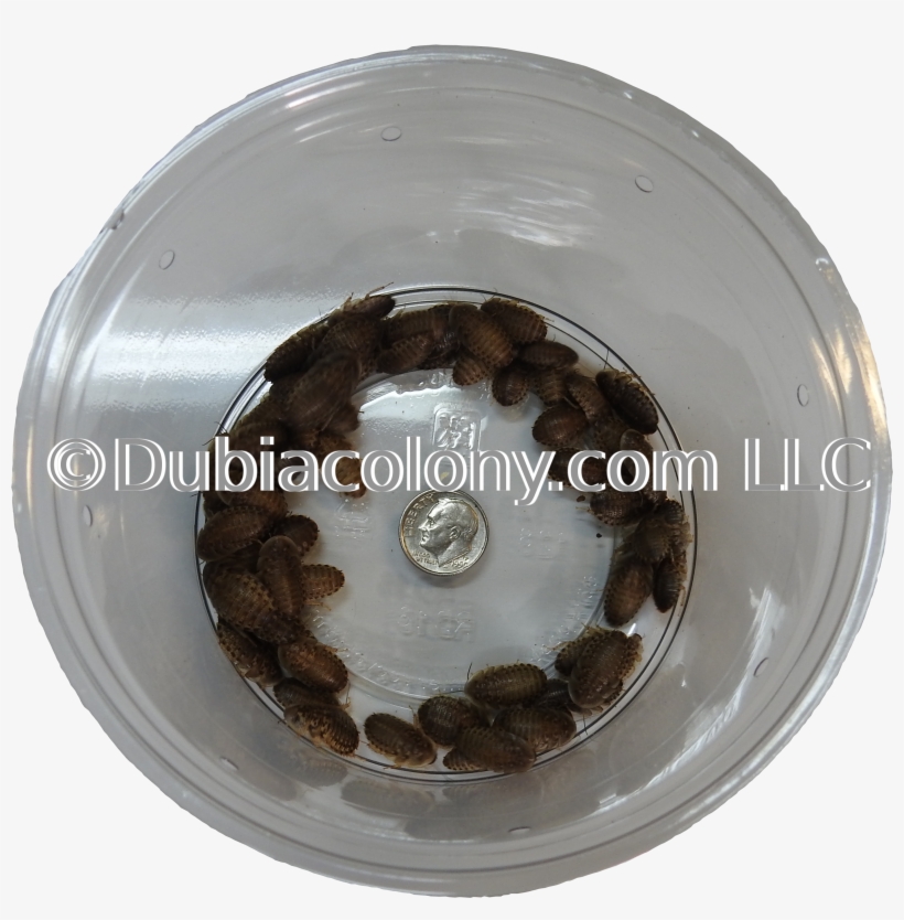 Dubia Roach Medium 1/2" And Smaller Shipped In Custom - Disc Brake PNG Image | Transparent PNG ...
