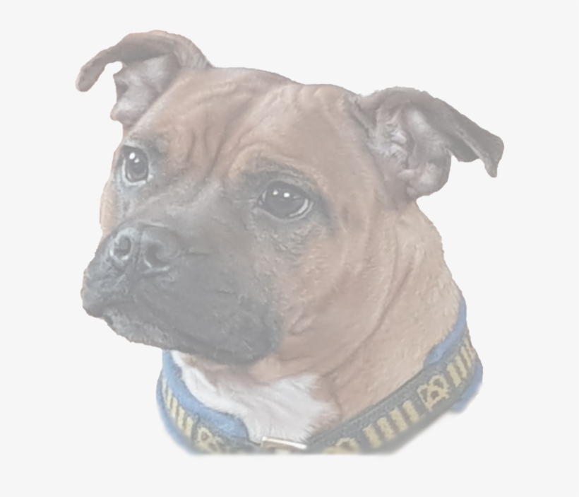 Boxer PNG Image | Transparent PNG Free Download on SeekPNG