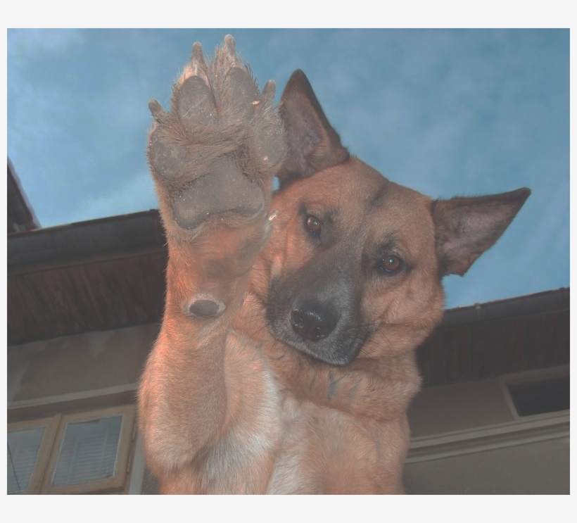 Big Dog PNG Image | Transparent PNG Free Download on SeekPNG