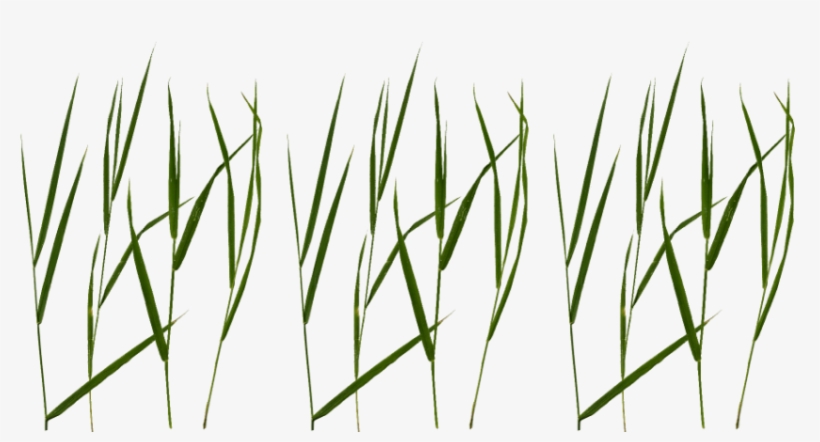 Free Png Download Grass Blade Texture Png Images Background - Grass ...