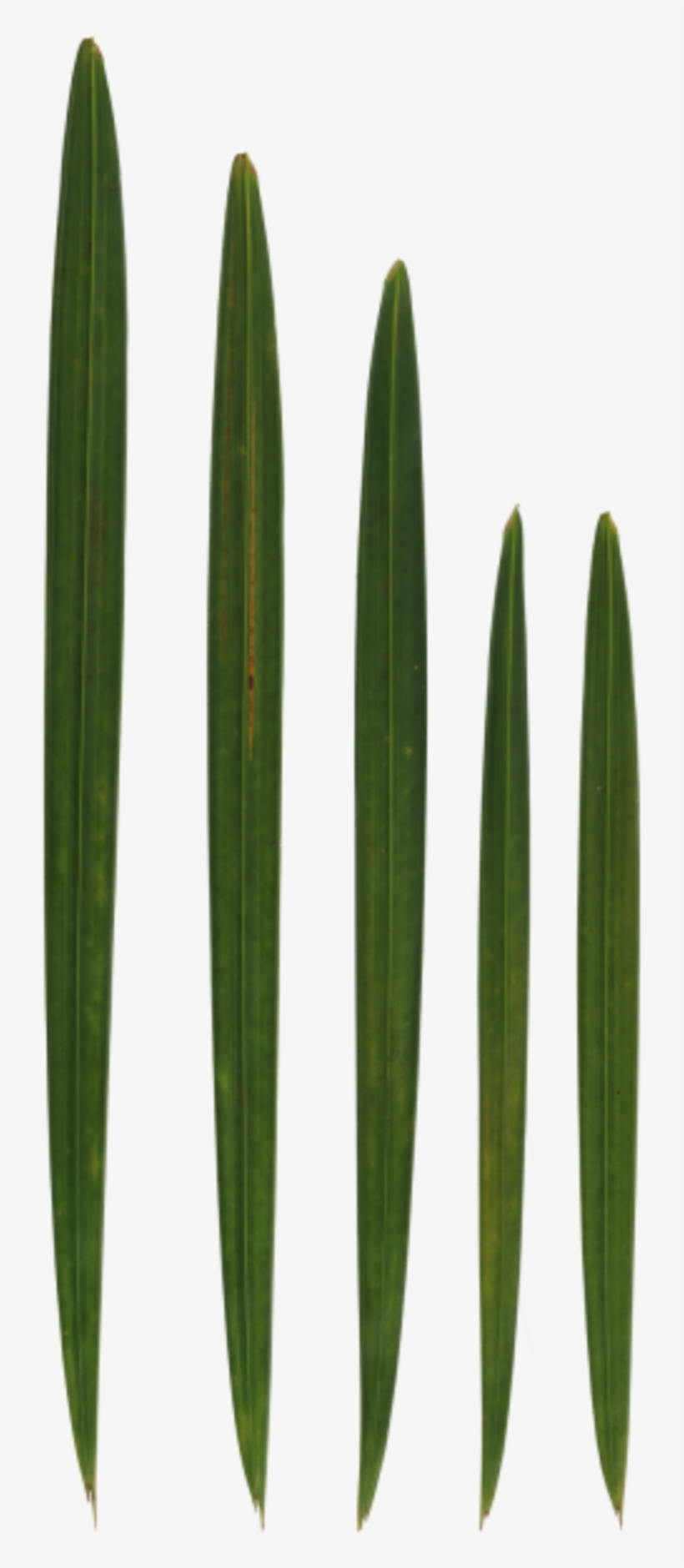 Leaves Palm Blades - Grass PNG Image | Transparent PNG Free Download on ...