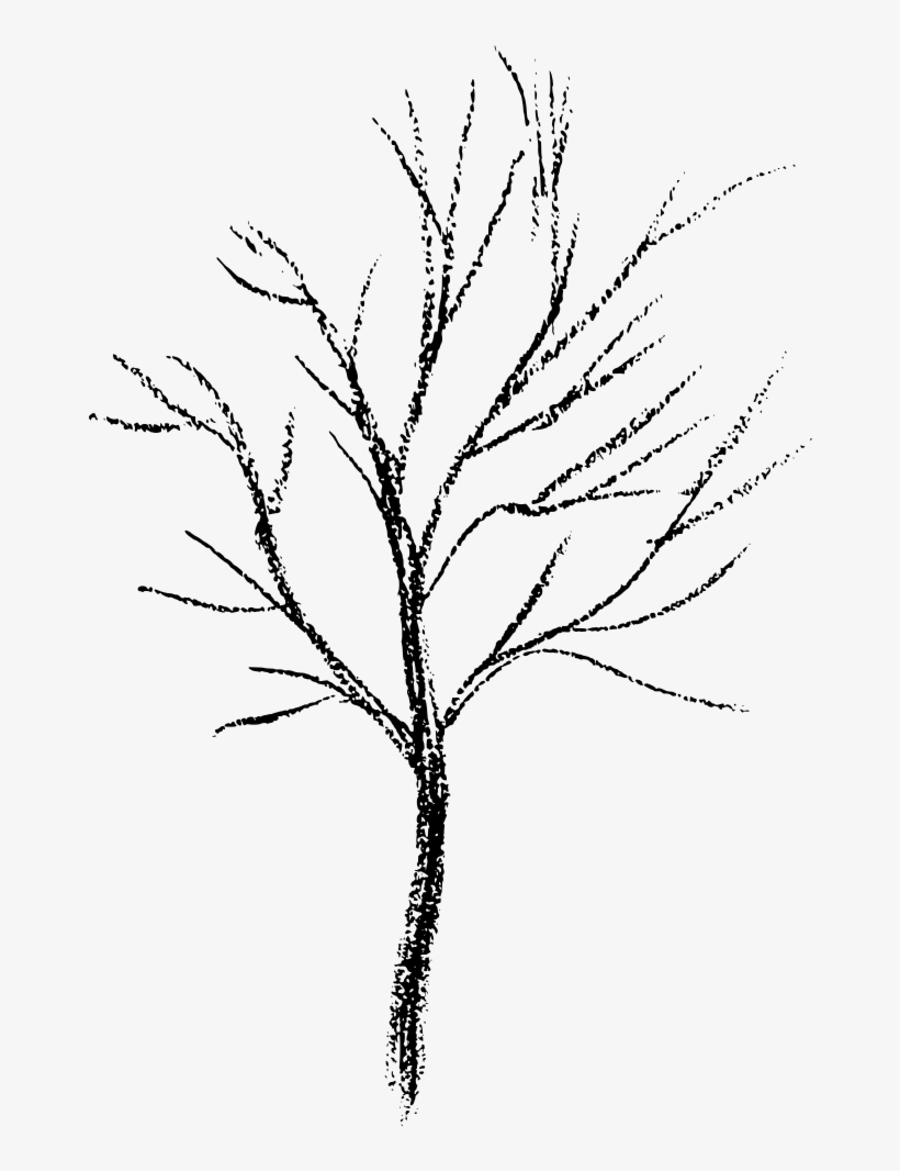 Dead Tree - Twig PNG Image | Transparent PNG Free Download on SeekPNG