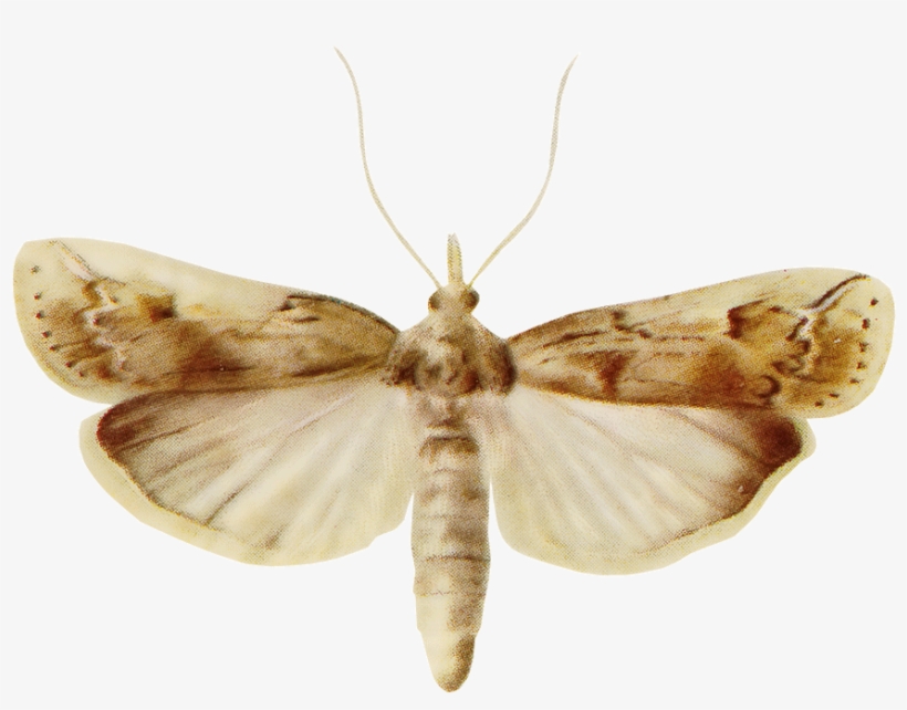 Illustration Of A Cactoblastic Moth - Bombyx Mori PNG Image ...