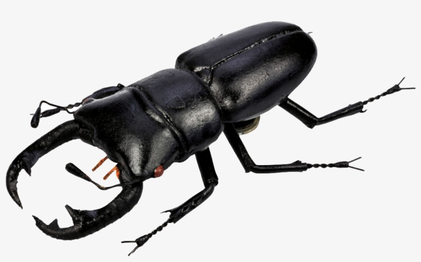 Beetle Png Pic - Stag Beetle Png PNG Image | Transparent PNG Free ...