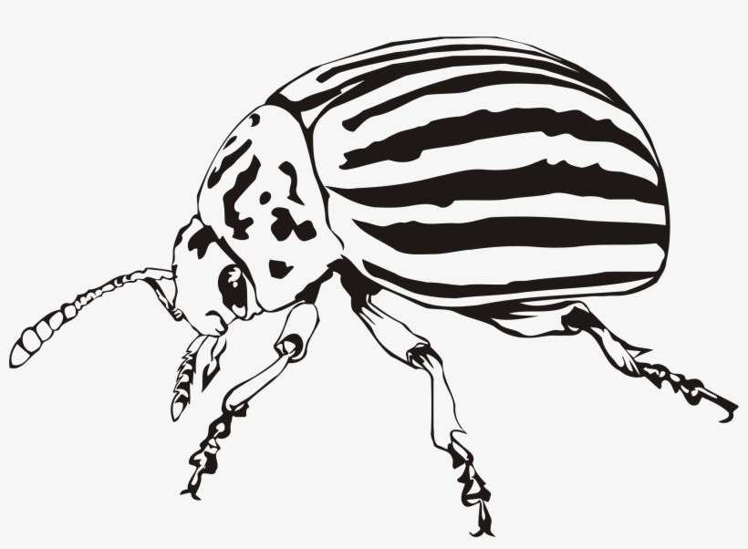 Big Image - Colorado Potato Beetle Drawing PNG Image | Transparent PNG ...
