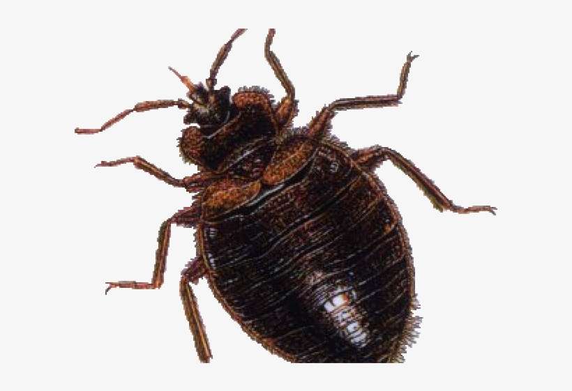 Beetle Png Transparent Images - Bed Bugs PNG Image | Transparent PNG ...