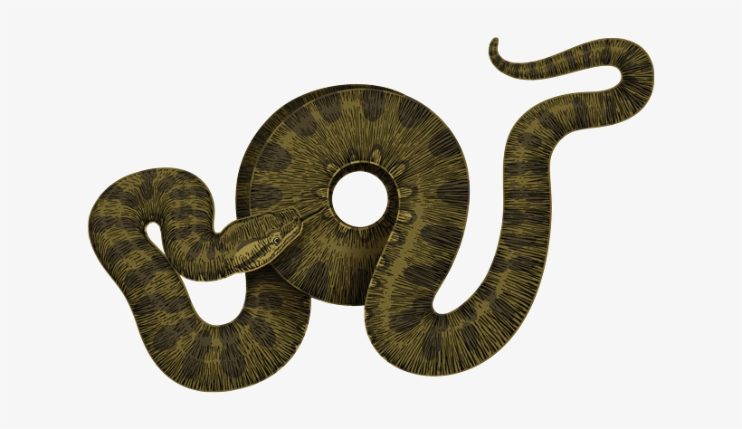 Anaconda Png PNG Image | Transparent PNG Free Download on SeekPNG