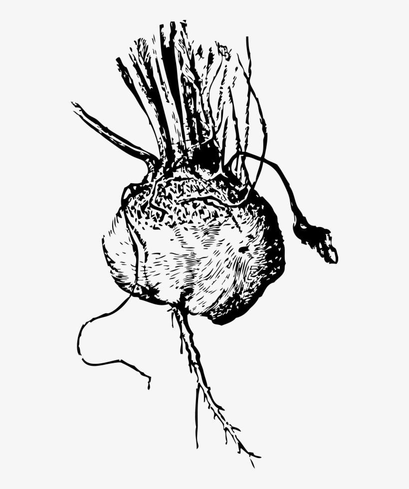 How To Set Use Turnip Beet Clipart PNG Image | Transparent PNG Free ...
