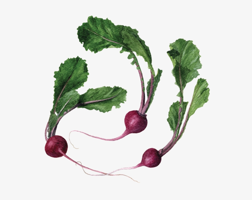 Scarlet Queen Turnip - Turnip PNG Image | Transparent PNG Free Download ...