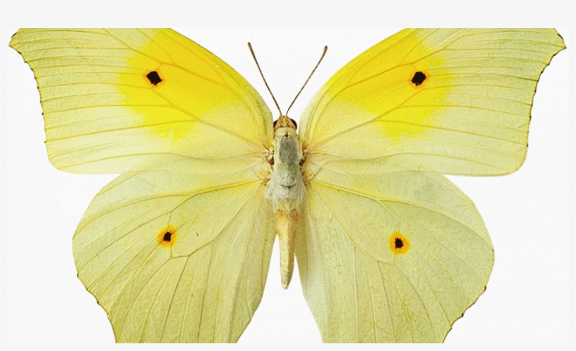 Yellow Butterfly PNG Image | Transparent PNG Free Download on SeekPNG