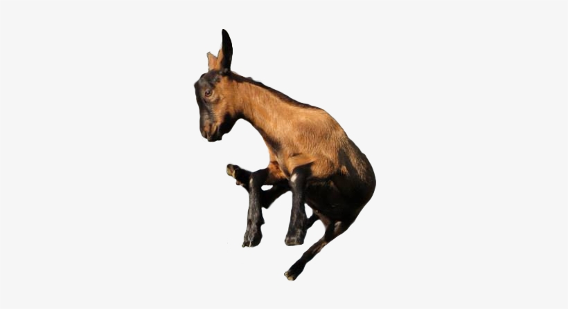 Happy Donkey - Goat Jumping Png PNG Image | Transparent PNG Free ...