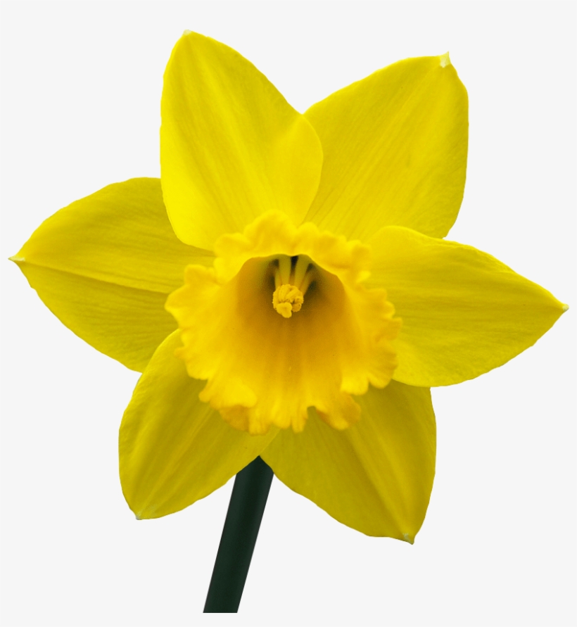 Pinkspider - National Flowers Of Wales PNG Image | Transparent PNG Free ...