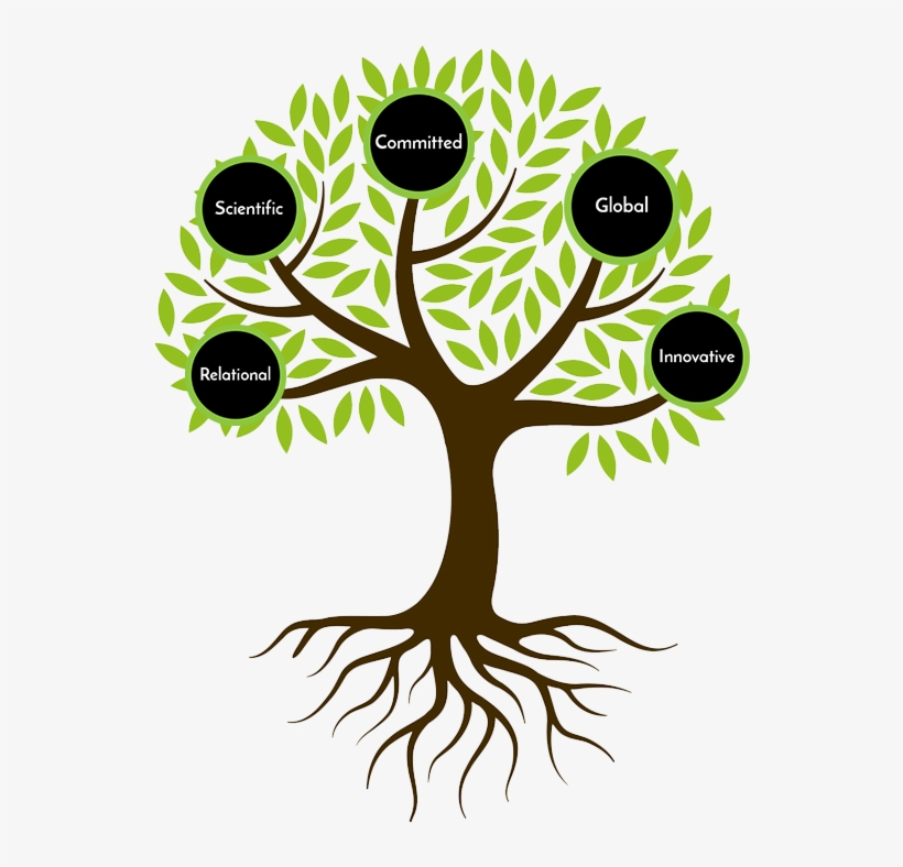 Download Our Values - Transparent Tree With Roots | Transparent PNG ...