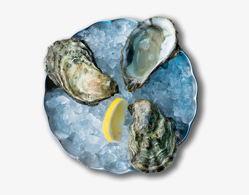 Oyster West Mersea - Tiostrea Chilensis PNG Image | Transparent PNG ...
