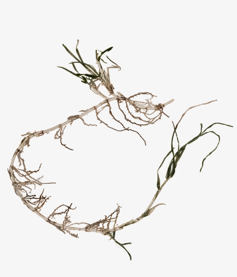 Root Png - Stock Photography PNG Image | Transparent PNG Free Download ...