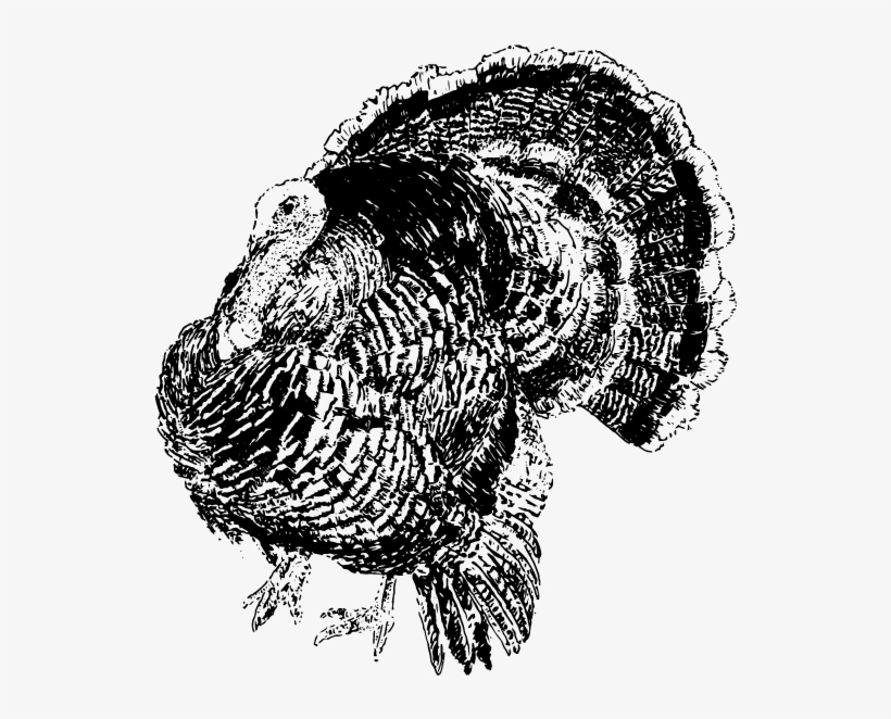 Turkey-transparent - Sketch PNG Image | Transparent PNG Free Download ...