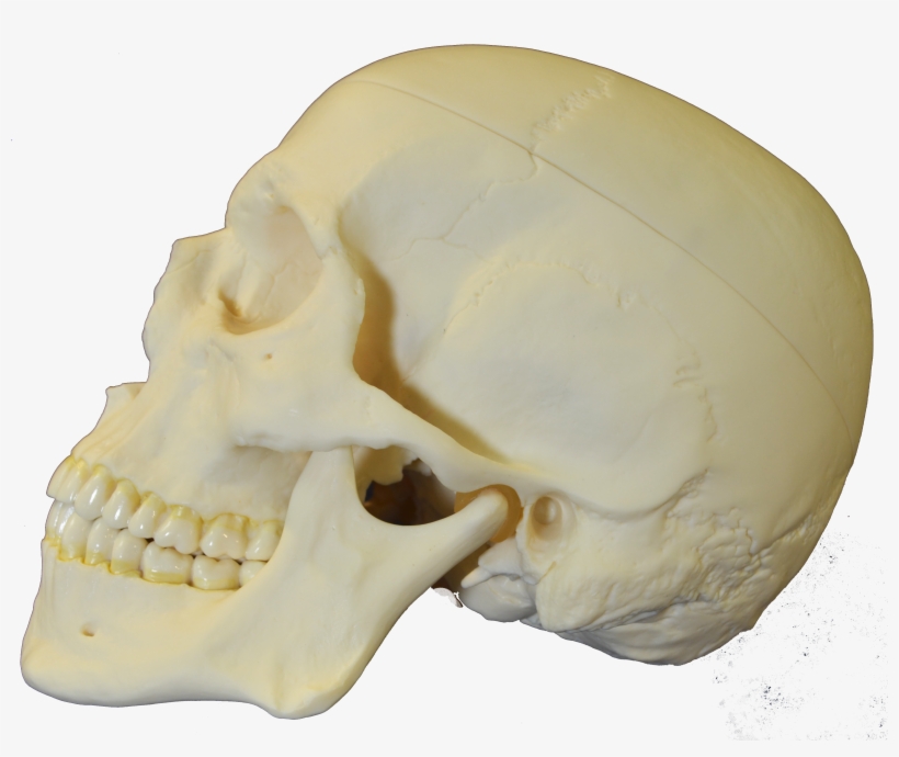 Download File - Skull-lateral - Skull | Transparent PNG Download | SeekPNG