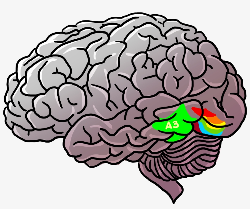 In Our Brain We Have Areas That Process Letters And PNG Image ...