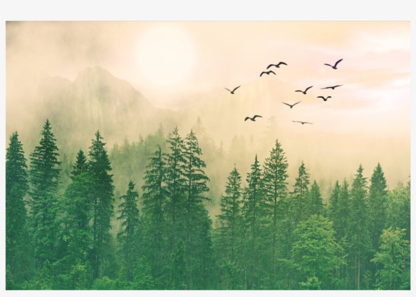 Background Scenery Trees Forest Sky Birds Overlay - Spruce-fir Forest ...