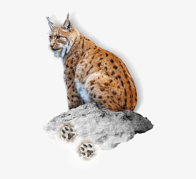 Eurasian Lynx - Savannah PNG Image | Transparent PNG Free Download on ...