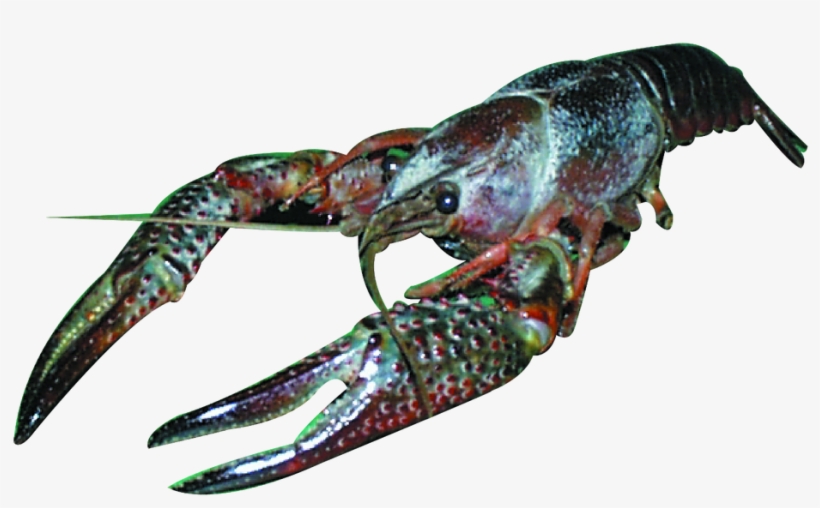 Image - Common Yabby PNG Image | Transparent PNG Free Download on SeekPNG