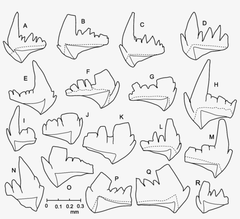 Camera Lucida Drawings Of P Elements Of Microzarkodina - Drawing PNG ...