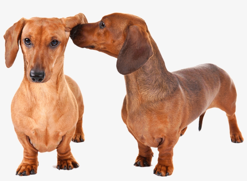 Download Transparent Puppy Dachshund - Weiner Dog Png | Transparent PNG ...