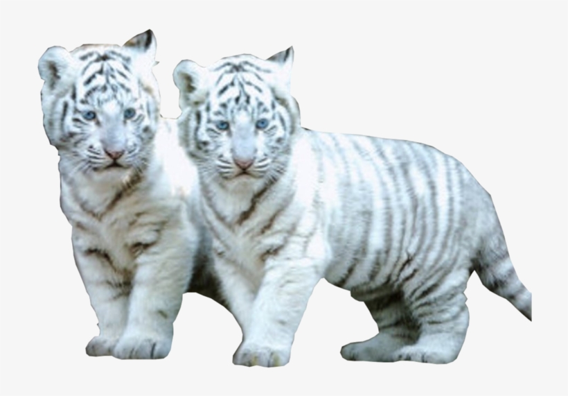 2 White Tiger Cubs - White Tiger Png PNG Image | Transparent PNG Free ...