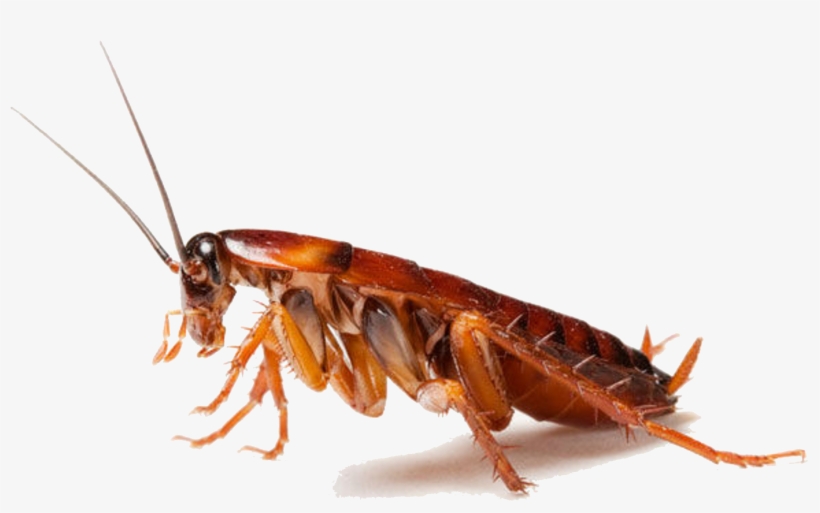 Cockroach Png Clipart - Cockroach On Hind Legs PNG Image | Transparent ...