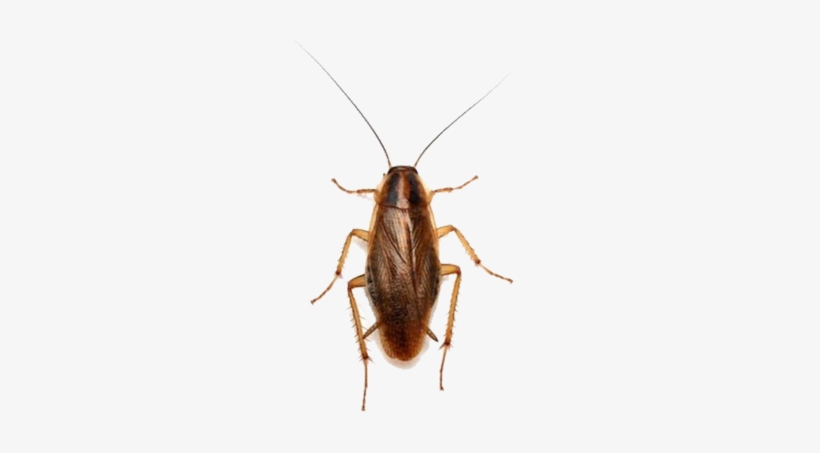 German Cockroach - Types Of Beetles PNG Image | Transparent PNG Free ...