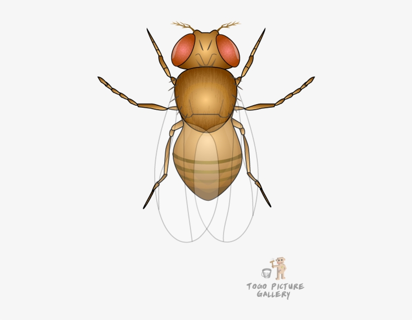 Clip Download Collection Of Free Flies Clipart Download - Fruit Fly Png ...