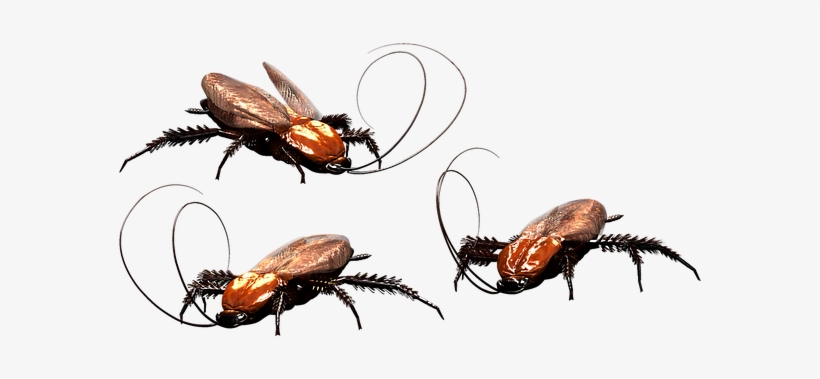 Cockroach, Bug, Insect, Pest, Gogga - Cockroach PNG Image | Transparent ...