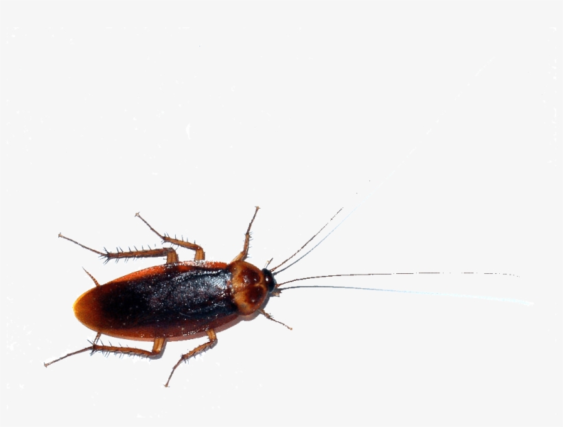 Palmetto-bug - D Un Cafard PNG Image | Transparent PNG Free Download on ...