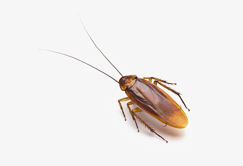 Png Roach PNG Image | Transparent PNG Free Download on SeekPNG