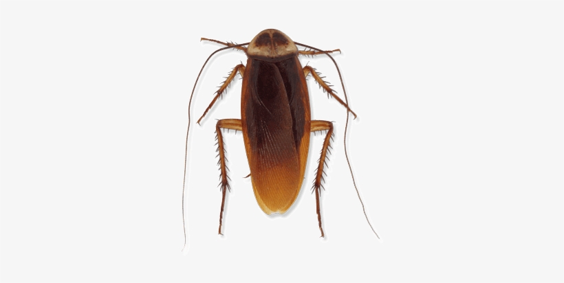 American Cockroach - Ohio PNG Image | Transparent PNG Free Download on ...