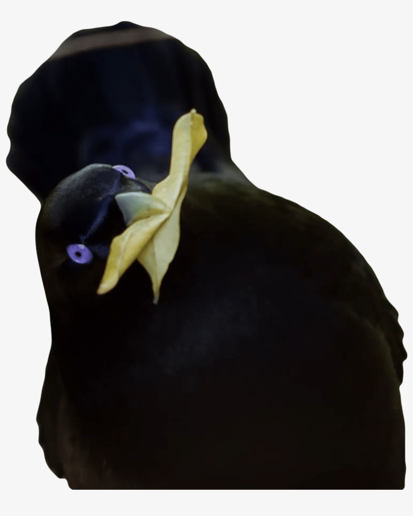 Lemme Smash Yellow - Becky Bird Transparent PNG Image | Transparent PNG ...