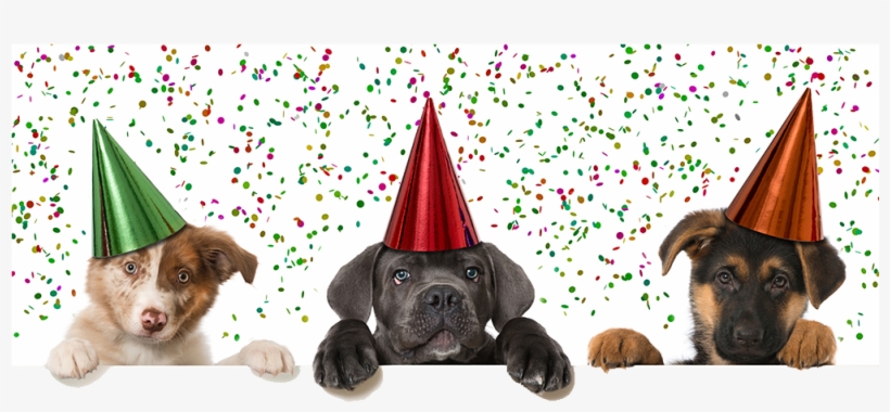 Party-pets - Happy New Year Dog 2019 PNG Image | Transparent PNG Free ...