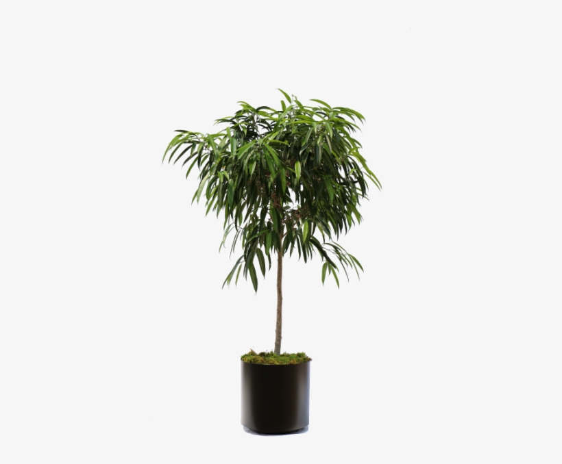 #ficus Alii- Package - Ficus Alii Tree Png PNG Image | Transparent PNG ...