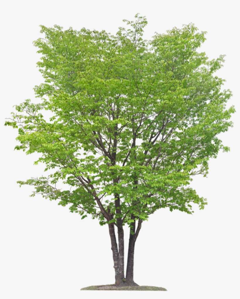 Tree Sticker - Birch Trees No Background PNG Image | Transparent PNG ...