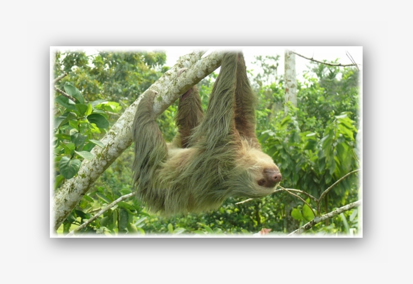 Blob Fish - Two-toed Sloth PNG Image | Transparent PNG Free Download on ...