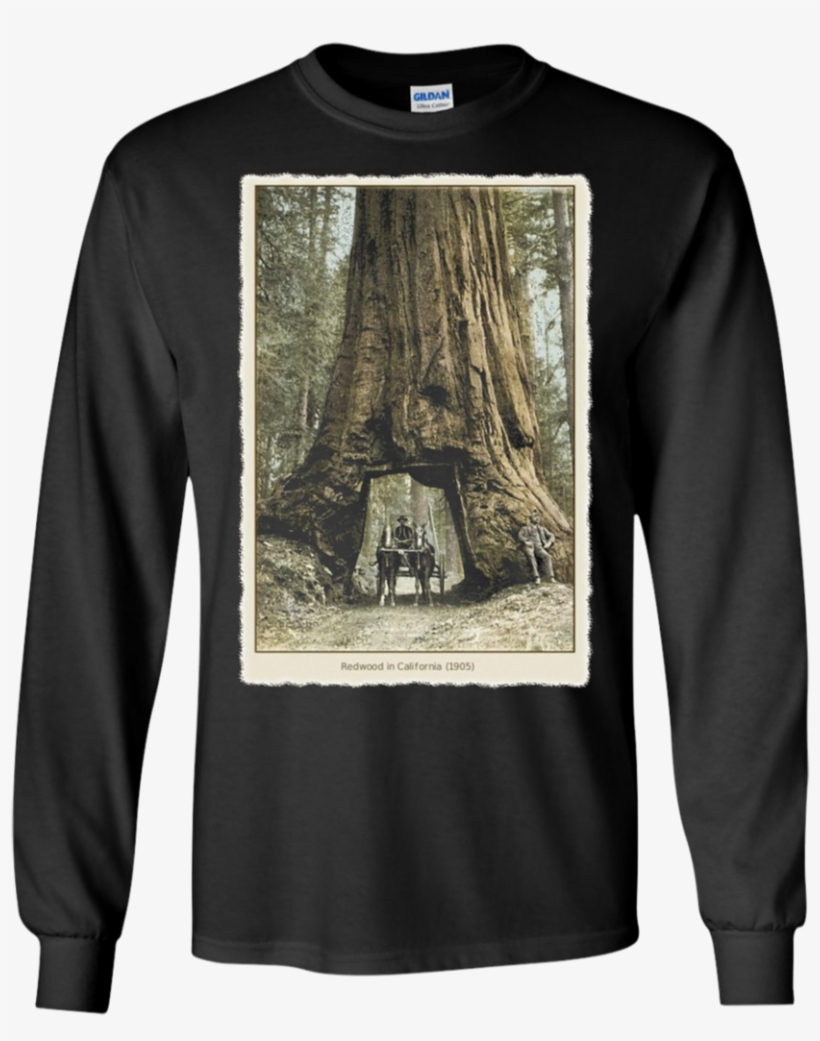 Download Vintage Redwood Forest , California Redwoods Trees - Shirt ...