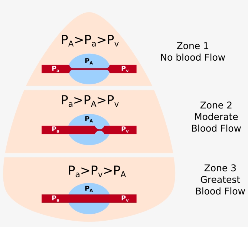 Zones Of Pulmonary Blood Flow - Blood Flow Distribution In The Lung PNG ...