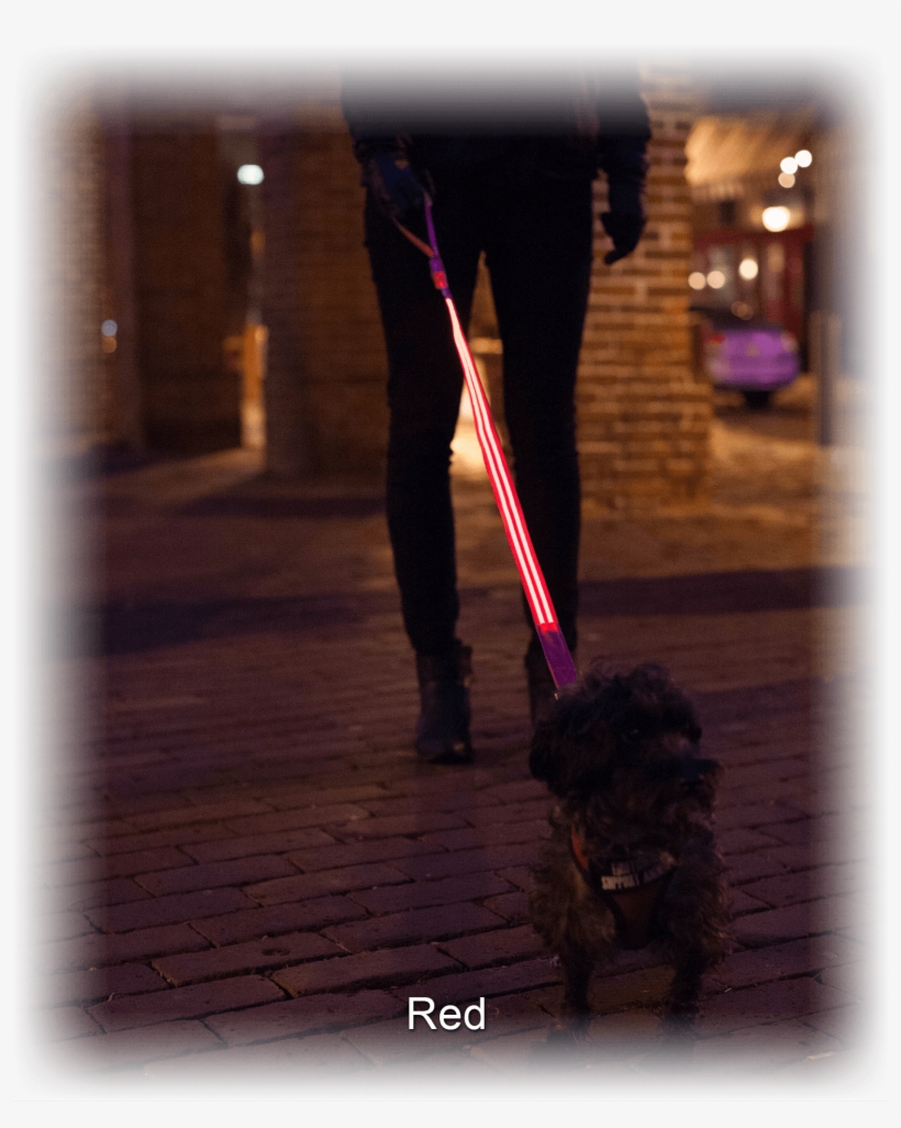 In The Yard, With Bright Red Light - Dog Catches Something PNG Image ...