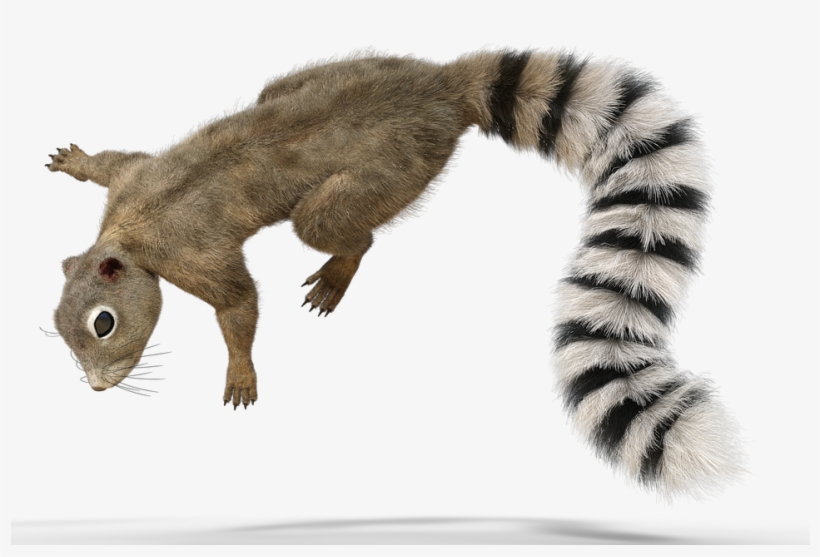 Squirrel Tail Animal Forest Fur Nature Cute - Animal Tail PNG Image ...
