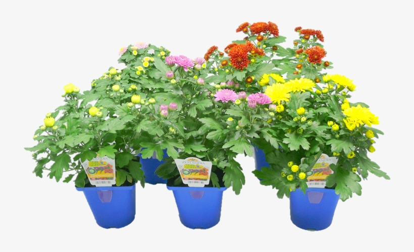 100mm Garden Mums Chrysanthemum - Chrysanths PNG Image | Transparent ...