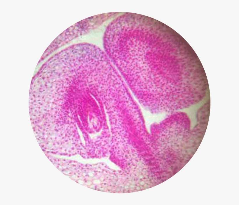 Microscopic Geometric Patterns In Nature Png Microscopic - Circle PNG ...